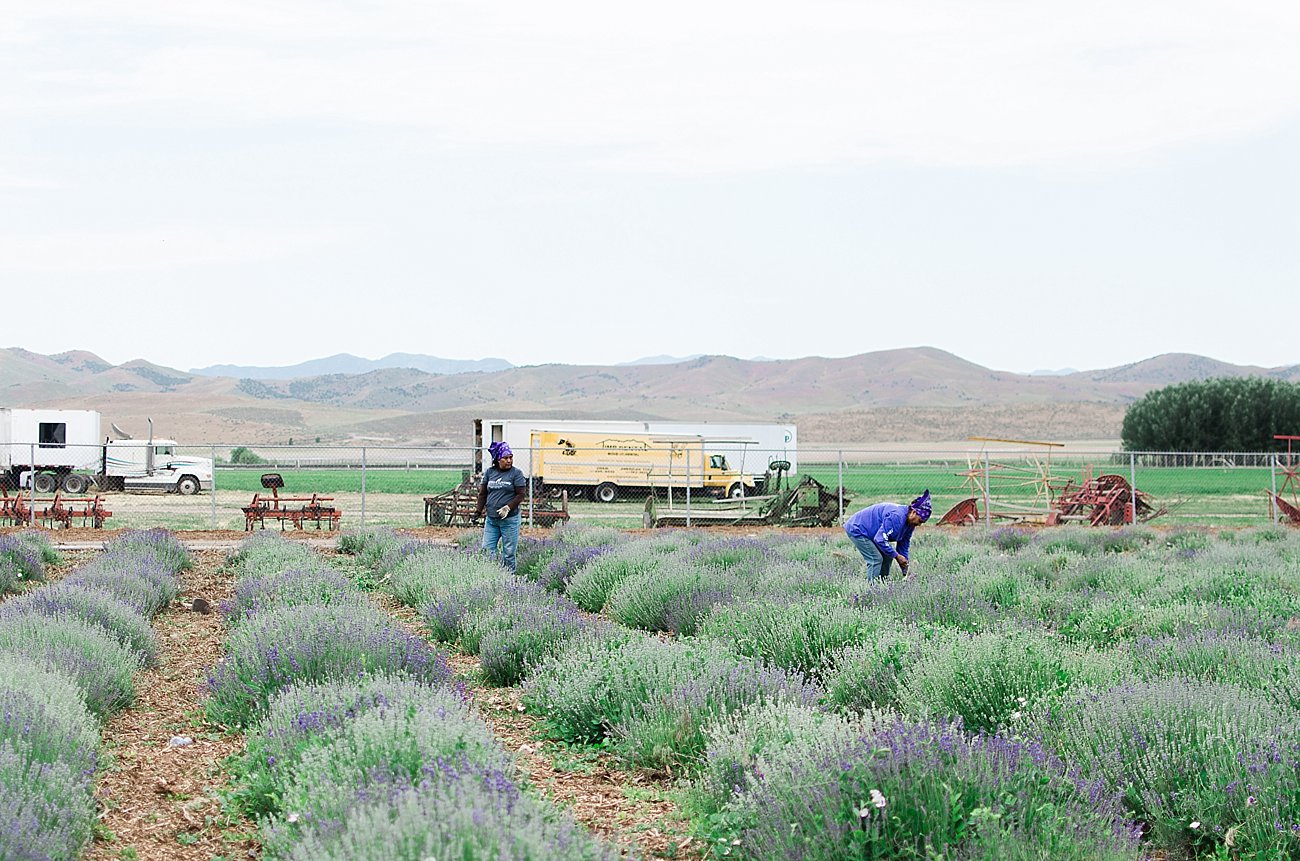 In the Lavender Fields - Still Being Molly