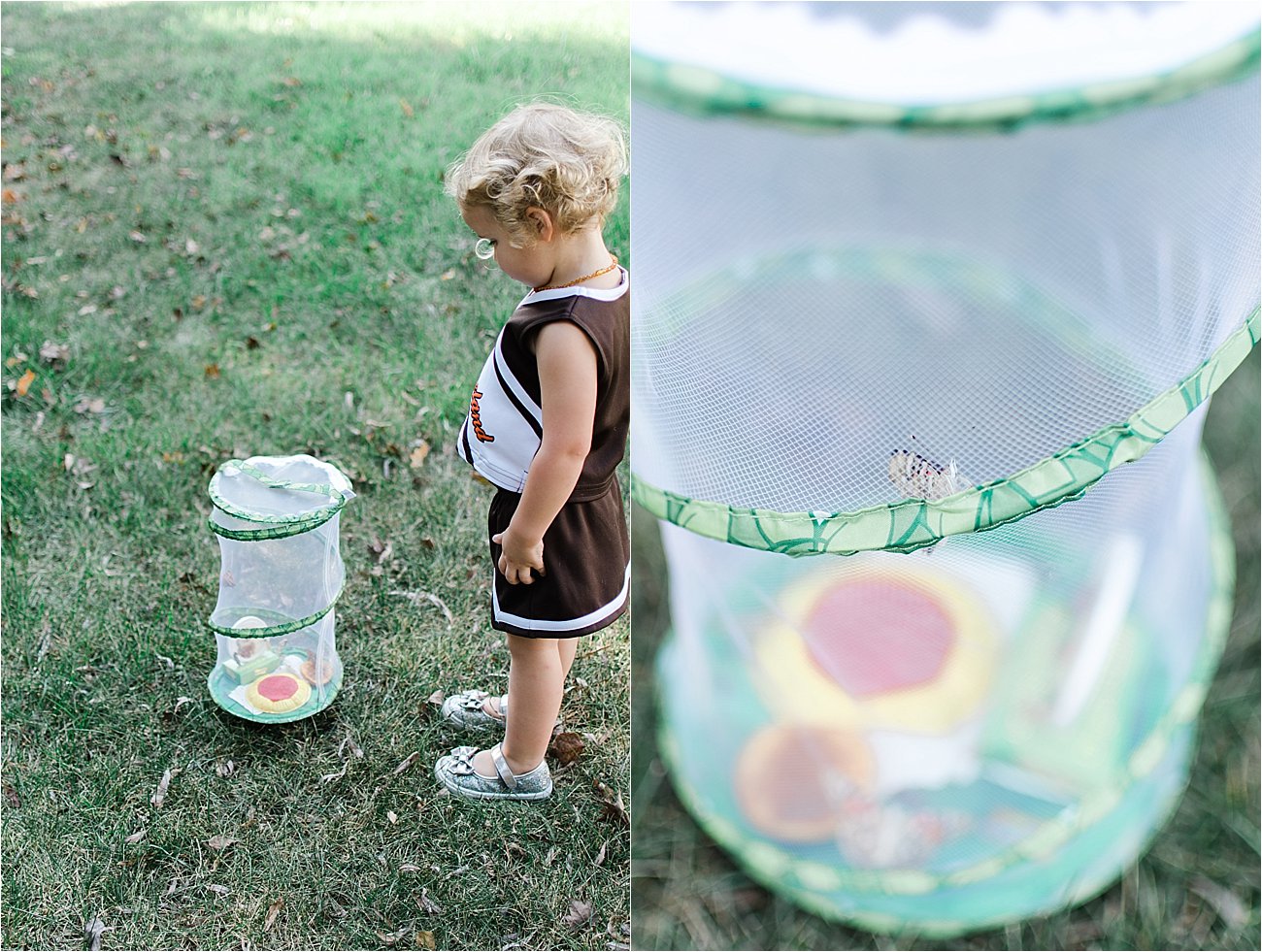 Insect Lore Original Butterfly Garden Review | Still Being Molly