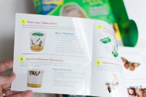 Insect Lore Original Butterfly Garden Review | Still Being Molly